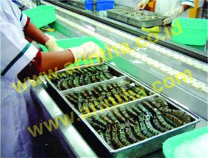 Sistem Pengolahan Udang, Shrimp Processing Equipment